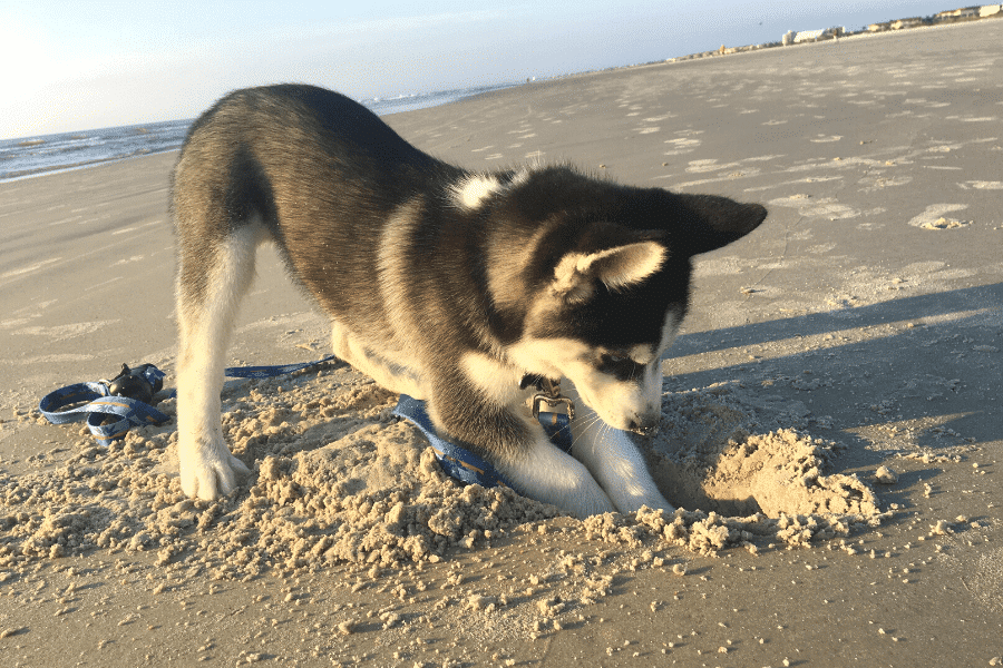 11 Must-Have Beach Essentials For Dogs That All Good Dog Moms Need To ...